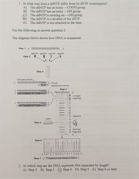Solved In What Way Does A DdNTP Differ From Its DNTP Chegg Com