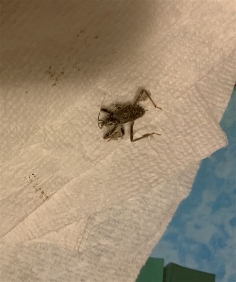 Nymph Of An Assassin Bug Pest Control Canada