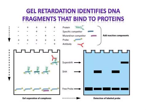 Dna Binding Protein Motif Pptx