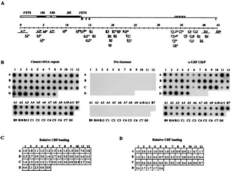 Ubf Binds Extensively Over The Human Rdna Repeat A The Structure Of Download Scientific