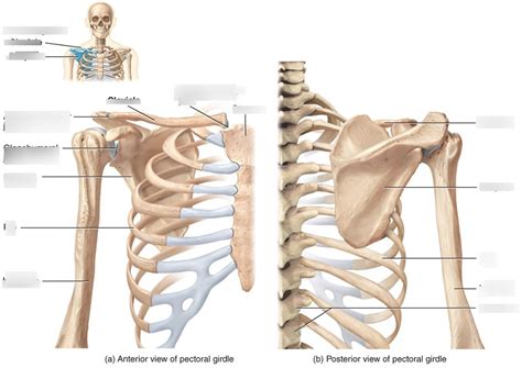 Kin 2500 Exam 3 Diagram 5 Pelvic Girdle Diagram Quizlet