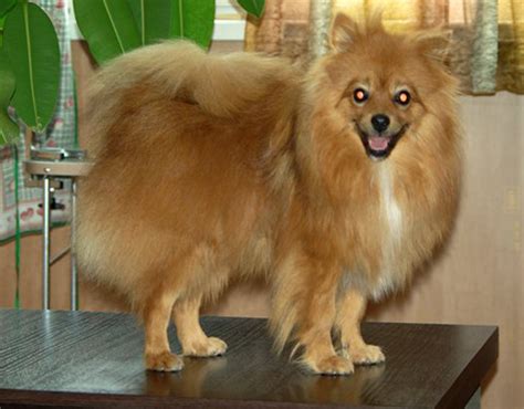 Стрижка шпица