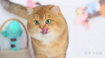 每天带你了解一种猫金渐层 知乎