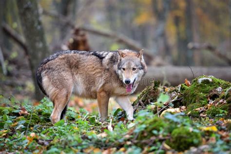 Wolf Canis Lupus In Autumn Forest Grey Wolf In Natural Habitat Stock
