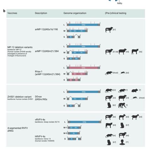 Schematic Representation Of The Genome Organization Of Wild Type Rvfv