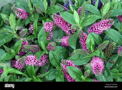 Veronica Hebe Hi Res Stock Photography And Images Alamy