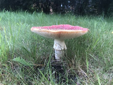 비행 Agaric 자연 잔디 Pixabay의 무료 사진 Pixabay