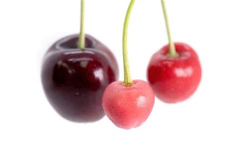 Little Cherry Disease Creates A Big Problem Good Fruit Grower