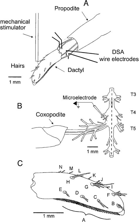 Schematic View Of Preparation And Anatomy Of Dactyl A Schematic