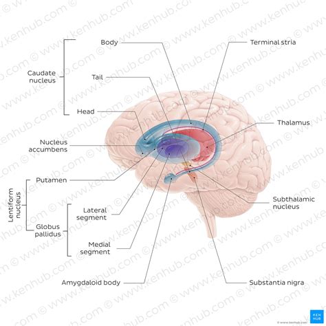 Subcortical Structures Anatomy And Function Kenhub