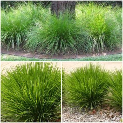 Lomandra Lime Tuff Grass Gippy Garden Plants
