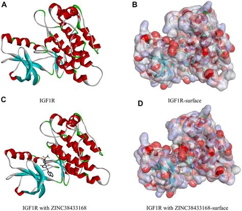Molecular Structure Of Igf 1r A Initial Molecular Structure B
