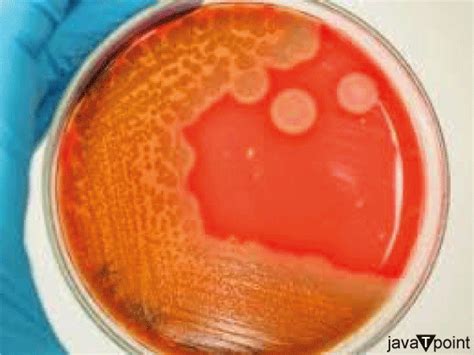 Bacillus Bacteria Tpoint Tech