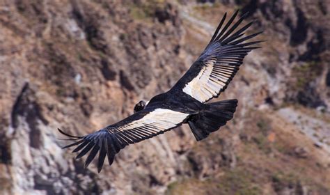 2026 Andenkondor König Des Südamerikanischen Himmels Natur Visit