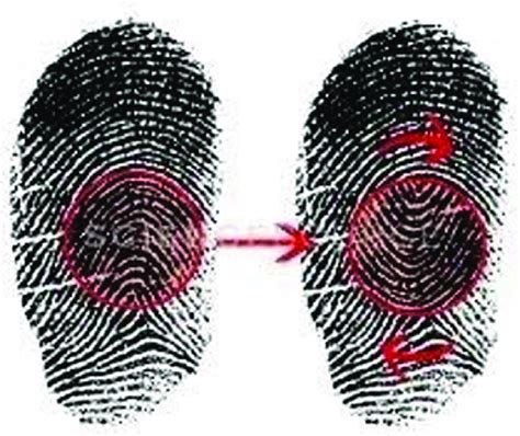 Sample Altered Fingerprints Download Scientific Diagram