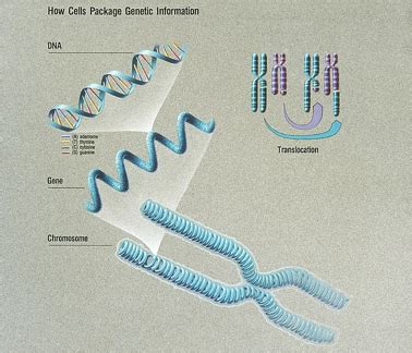 Translocation In Genetics Definition Types And Examples Lesson
