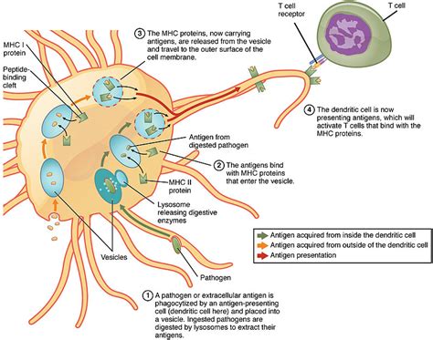 Difference Between Lymphocytes And Phagocytes Definition