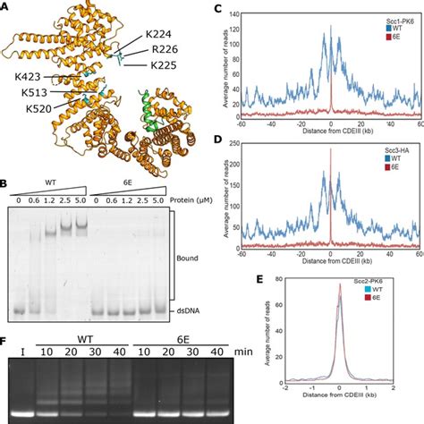Figures And Data In Transport Of Dna Within Cohesin Involves Clamping
