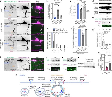 Antagonizing Dma 1 Ais Endocytosis And Identifying Dendritic Receptor