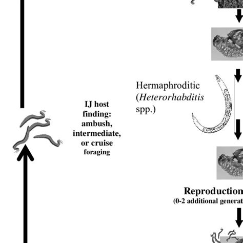 Pdf Biological Control Of Codling Moth Cydia Pomonella Lepidoptera Tortricidae And Its