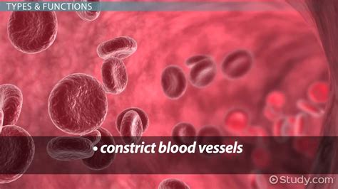 Eicosanoids Definition Function And Structures Lesson