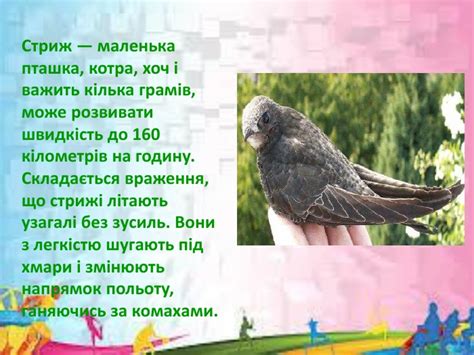 Презентація Перелітні птахи України