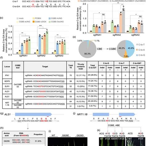 Pdf Efficient C‐to‐g Editing In Rice Using An Optimized Base Editor
