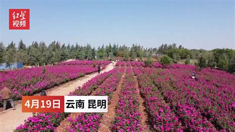 又是别人的大学 云南大学食堂玫瑰宴来啦 凤凰网视频 凤凰网