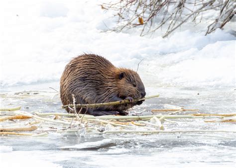 A Wildfire Focused Bill To Ban Beaver Hunting On Public Lands Dies In