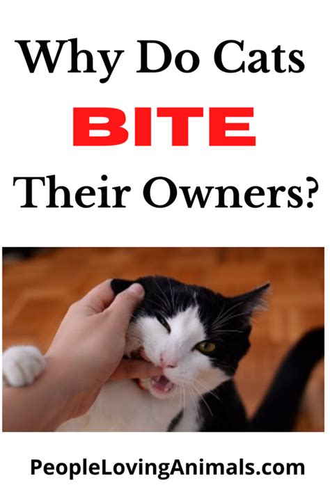 Why Do Cats Bite Their Owners 6 Reasons Why And What To Do