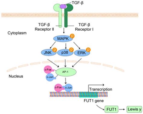 C Fos Mediates α1 2 Fucosyltransferase 1 And Lewis Y Expression In Response To Tgf β1 In
