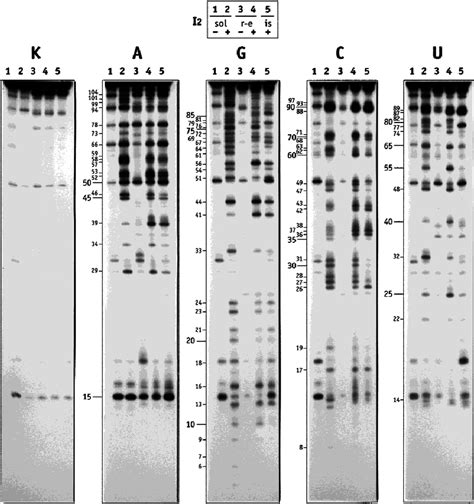 Protection Pattern Of Phosphorothioated 5s Rrna Within The 70s Ribosome Download Scientific