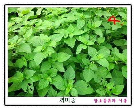 우리나라 잔디 잡초와 텃밭 잡초종류와 이름 알아보기~ 네이버 블로그