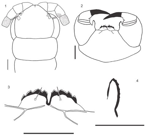 1 Rhysida Celeris From Ecuador Cephalic Plate 2 Forcipular Coxosternum Download Scientific