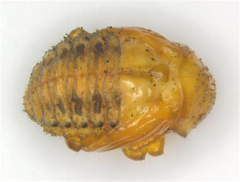 Colorado Potato Beetle Identification Life Cycle Facts And Pictures