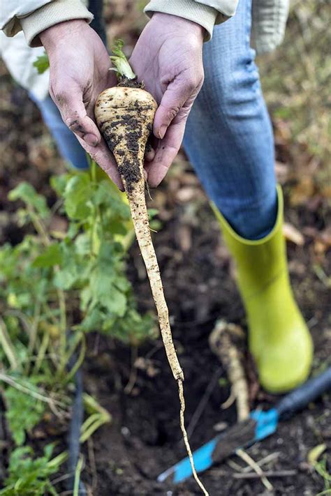 How To Plant And Grow Parsnips Gardeners