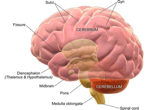 Medulla Brain Medulla Oblongata Earths Lab