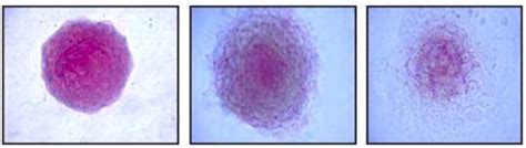 Alkaline Phosphatase Stem Cell Staining Kit Millipore