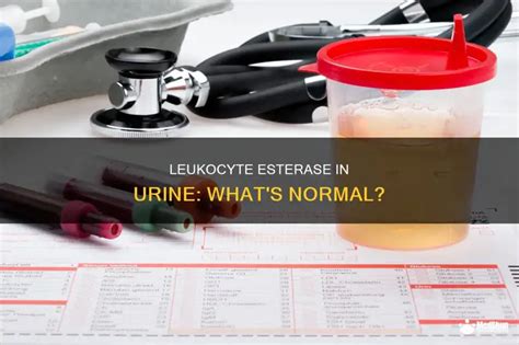 Leukocyte Esterase In Urine Whats Normal Medshun