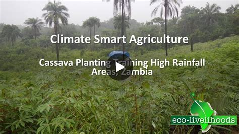 Cassava Is A Crucial Part Of The Climate Smart Agriculture Arsenal To