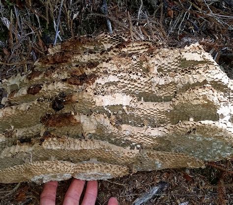 Wasp Control Monitoring Making A Difference Conservation Services Motueka Tasman Region