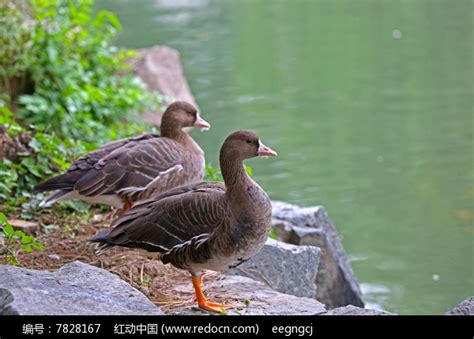 湖边的红嘴雁高清图片下载 红动中国