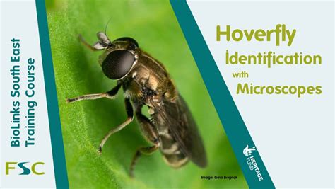 Hoverfly Identification With Microscopes Field Studies Council