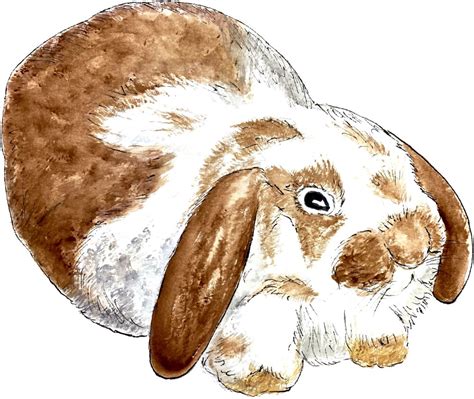 How To Draw A Holland Lop Rabbit
