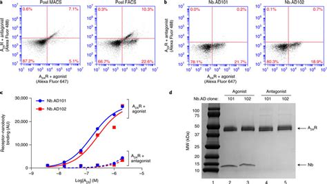 Isolation And Characterization Of Agonist Bound A2ar Specific Download Scientific Diagram