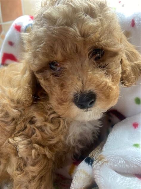 Cockapoos Cockapoo Puppies For Sale In Armagh County Armagh