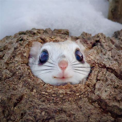 Japanese Pygmy Flying Squirrel