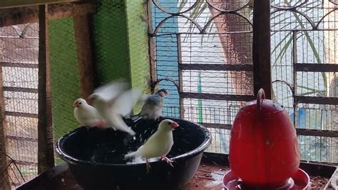 Java পাখিজাভা পাখি কলোনিতে যে ভাবে গোসল করাবেন 🦜🦜সবাই সাবস্ক্রাইব করবেন Youtube