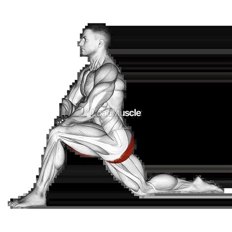 Kneeling Hip Flexor Stretch Exercise Guide Loadmuscle