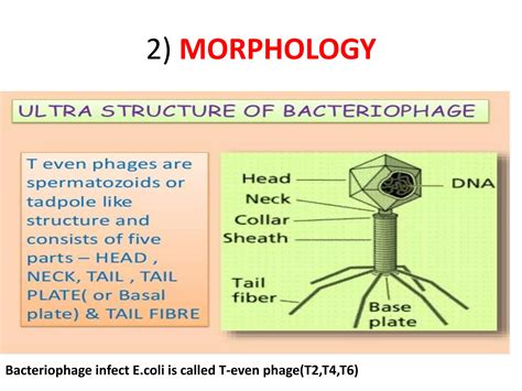 Bacteriophase Pptx